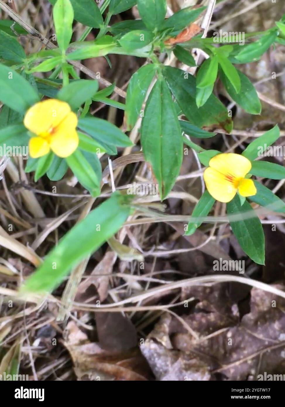 sidebeak pencilflower (Stylosanthes biflora Stock Photo - Alamy