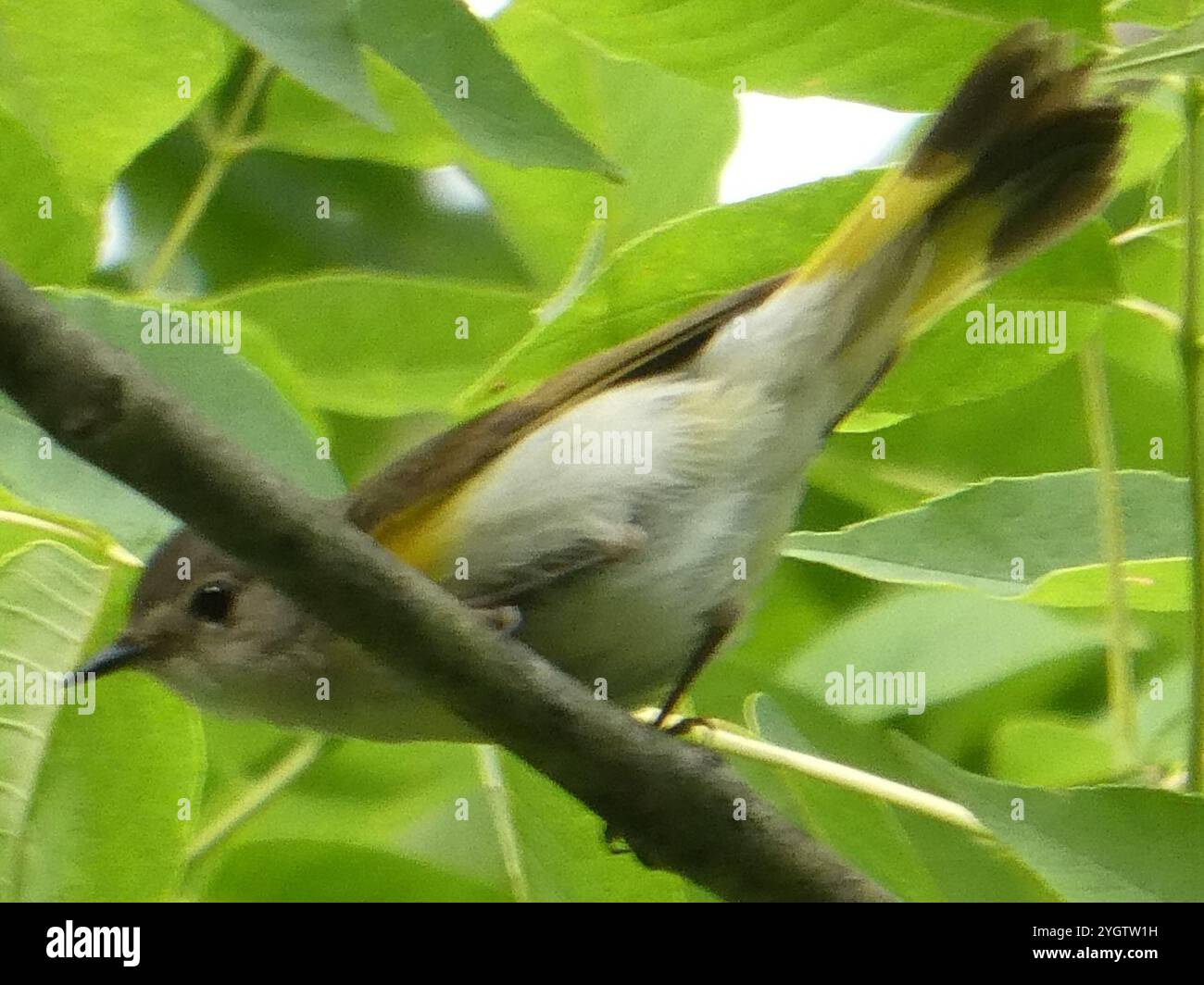 American Redstart (Setophaga ruticilla Stock Photo - Alamy