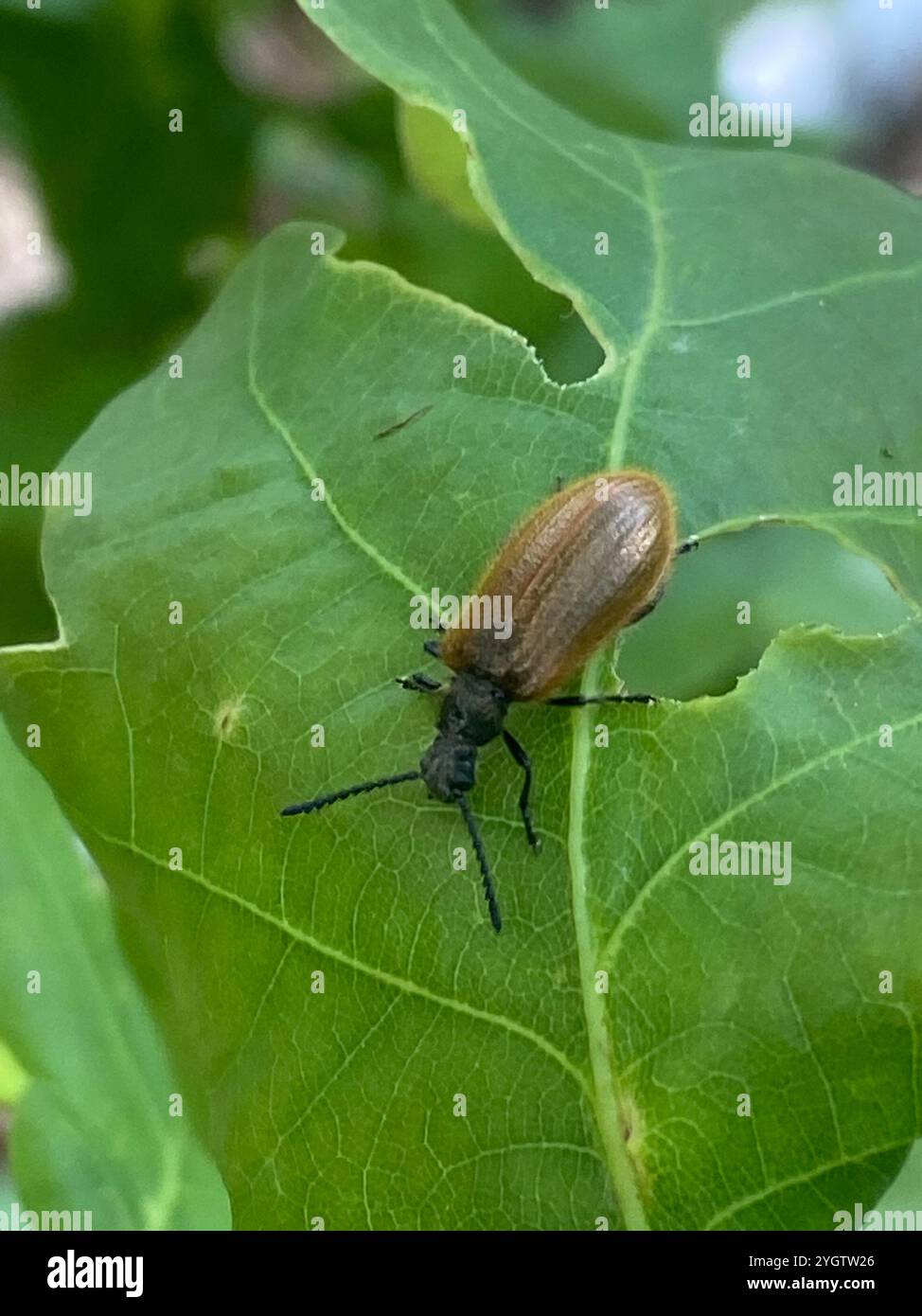 Rough-haired Lagria Beetle (Lagria hirta Stock Photo - Alamy
