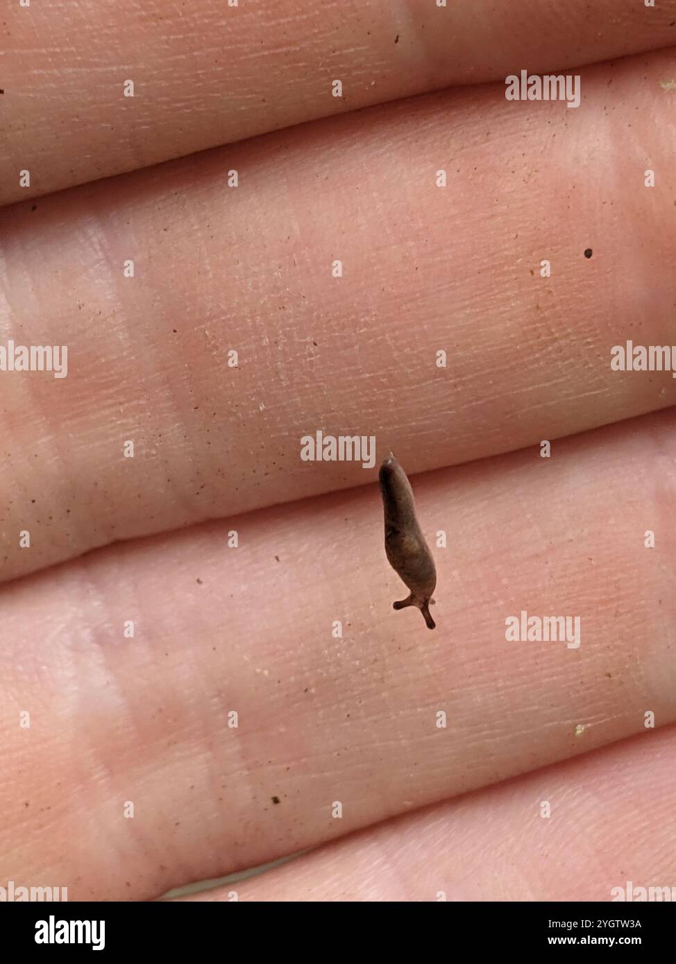 Smooth Land Slugs (Deroceras Stock Photo - Alamy