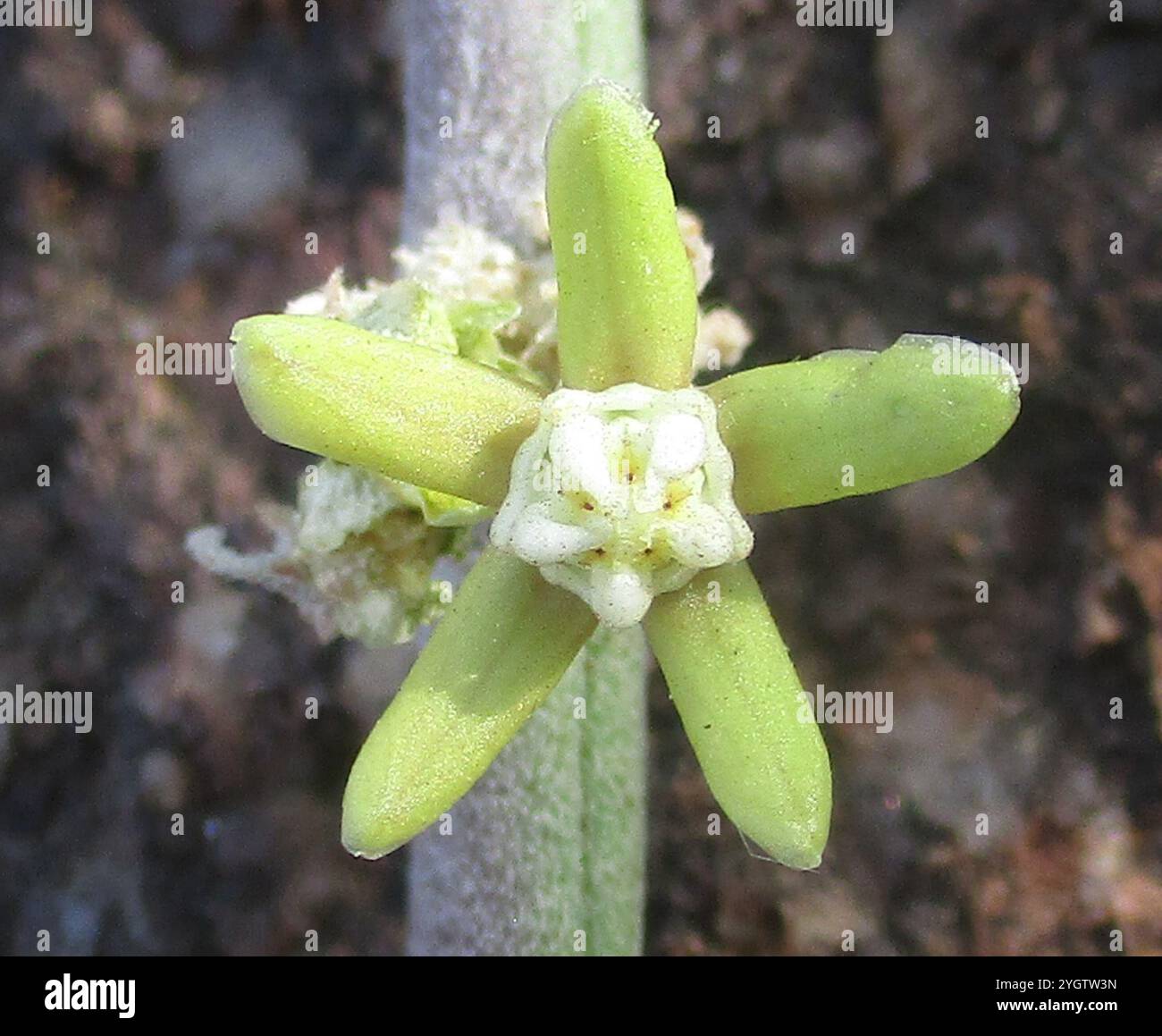 Caustic vine hi-res stock photography and images - Alamy