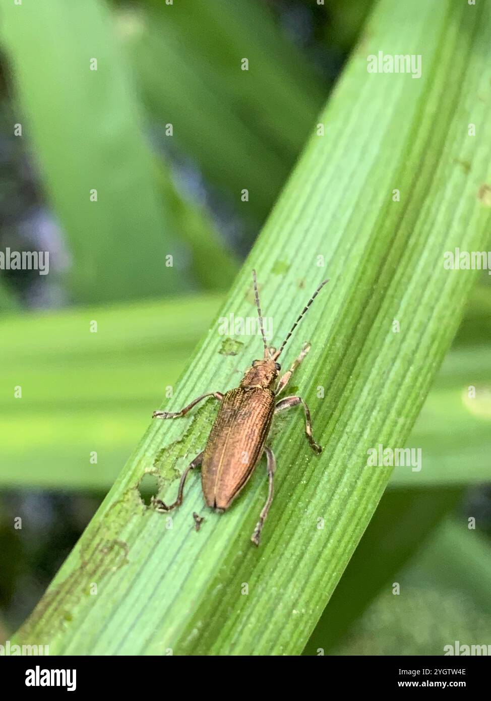 plain reed beetle (Donacia simplex Stock Photo - Alamy