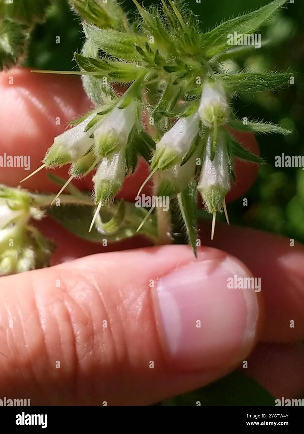 false gromwell (Lithospermum parviflorum Stock Photo - Alamy