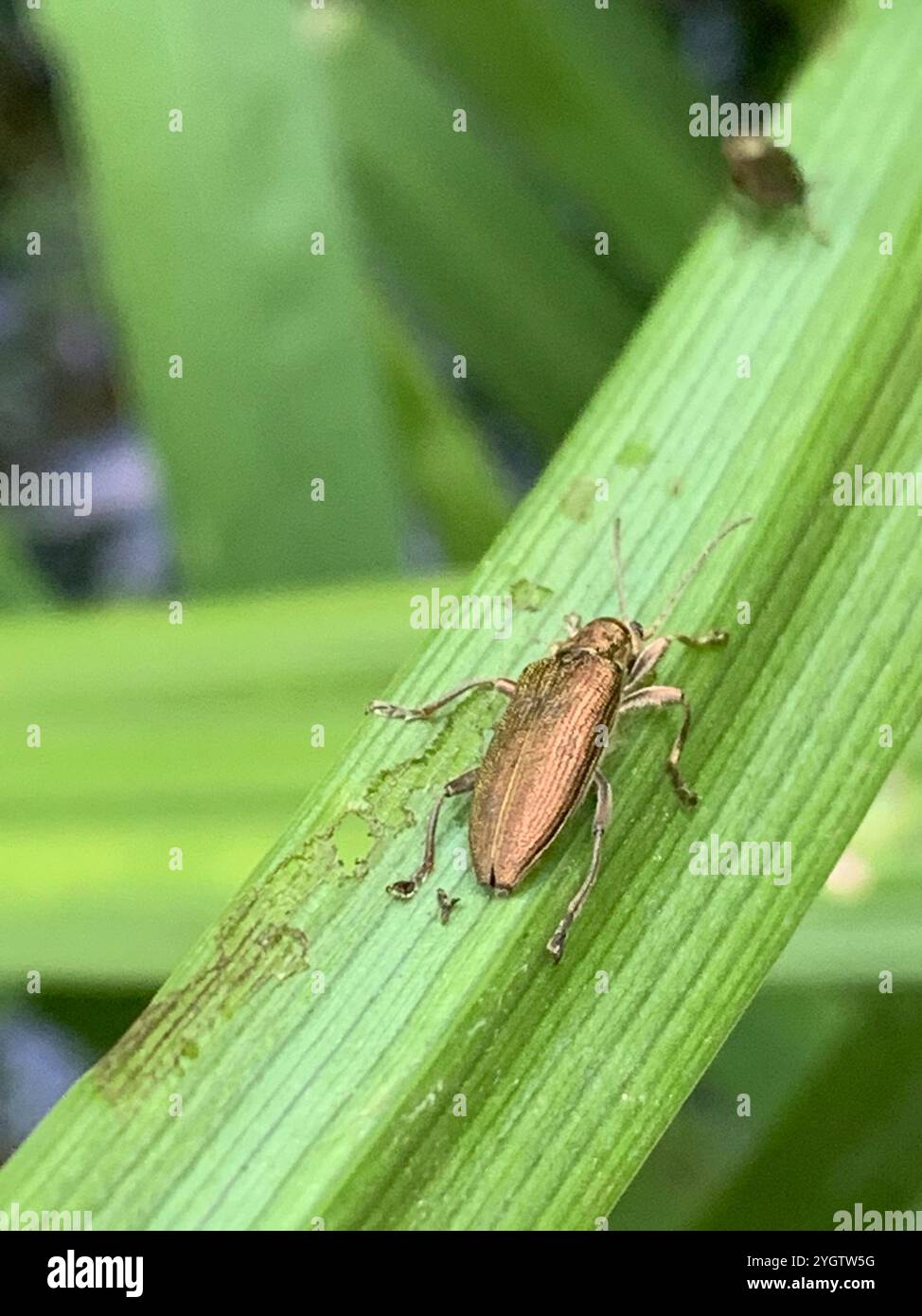plain reed beetle (Donacia simplex Stock Photo - Alamy