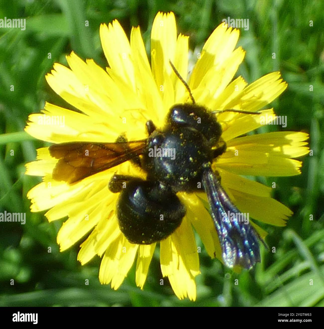 Carpenter-mimic Leafcutter Bee (Megachile xylocopoides Stock Photo - Alamy