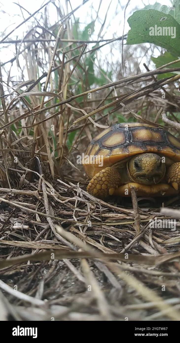 Gopher Tortoise (Gopherus polyphemus Stock Photo - Alamy