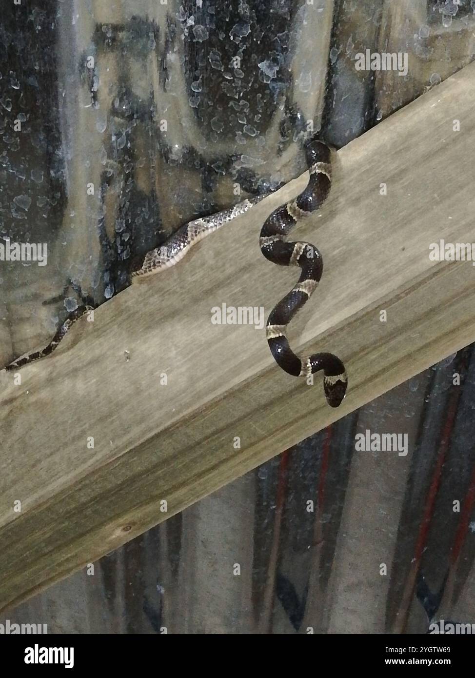 Black-banded Cat-eyed Snake (Leptodeira nigrofasciata Stock Photo - Alamy