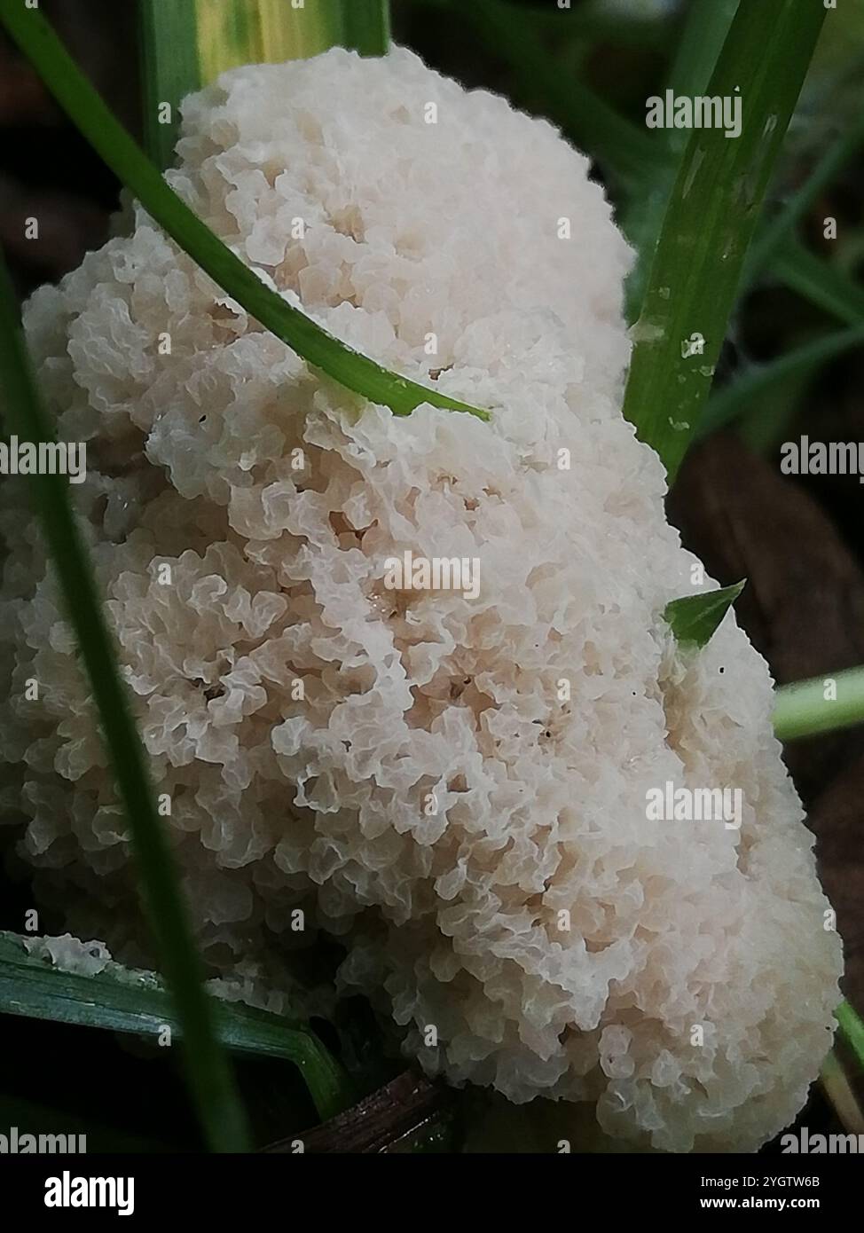 Dog Sick Slime Mould (Didymium spongiosum Stock Photo - Alamy