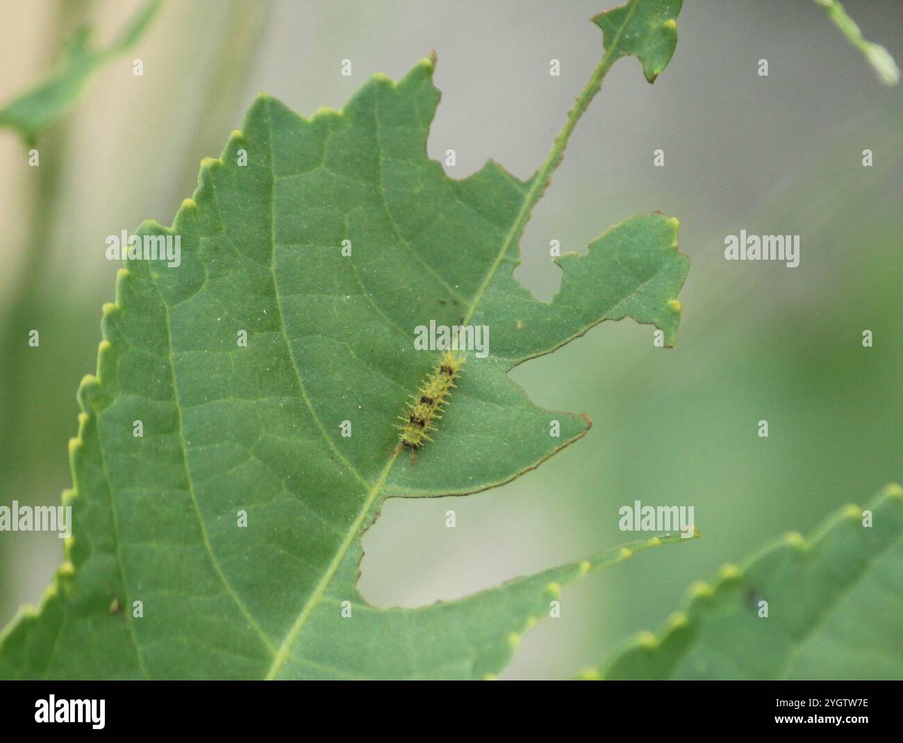 Merione hi-res stock photography and images - Alamy