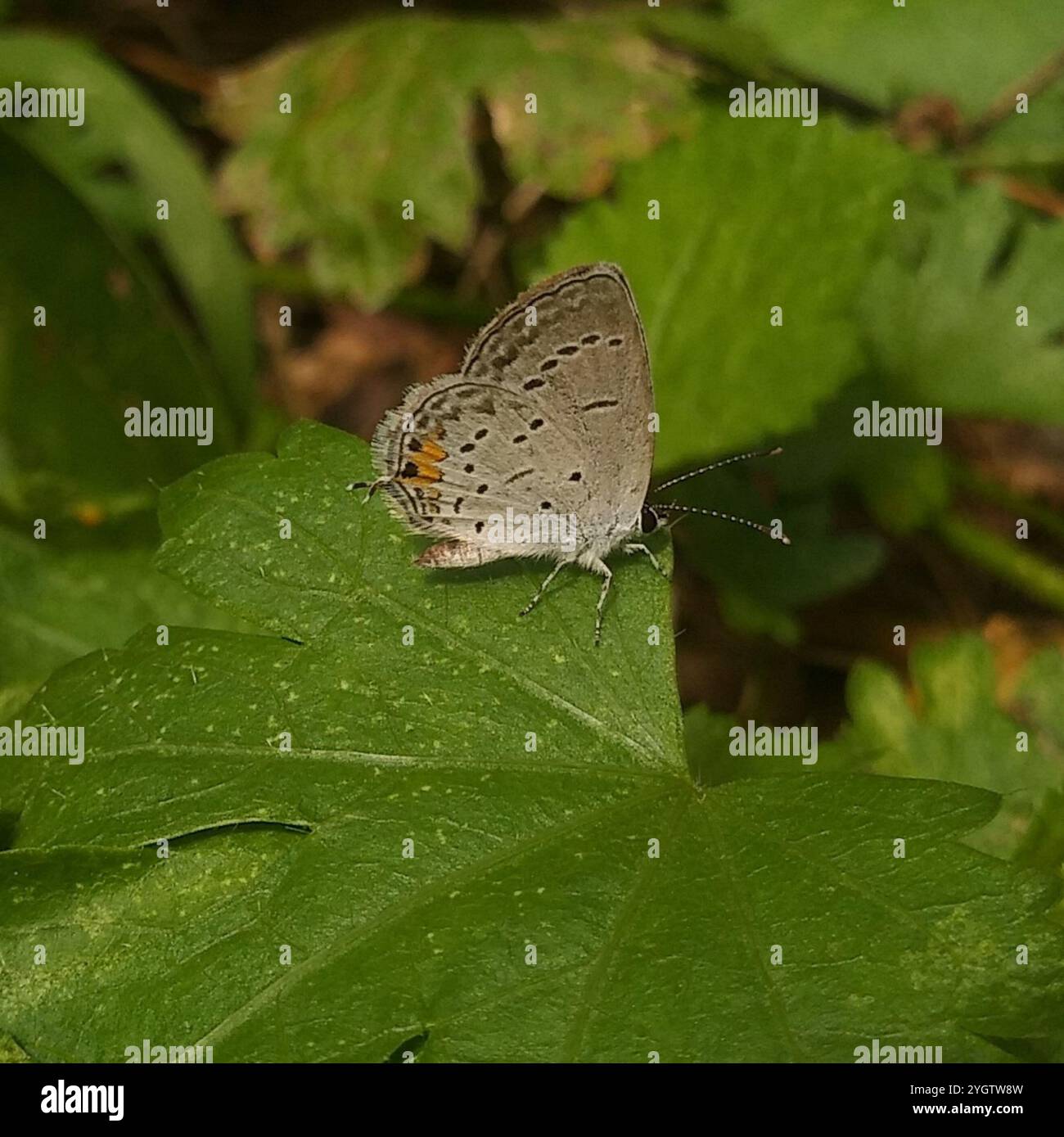 Eastern Tailed-Blue (Cupido comyntas Stock Photo - Alamy