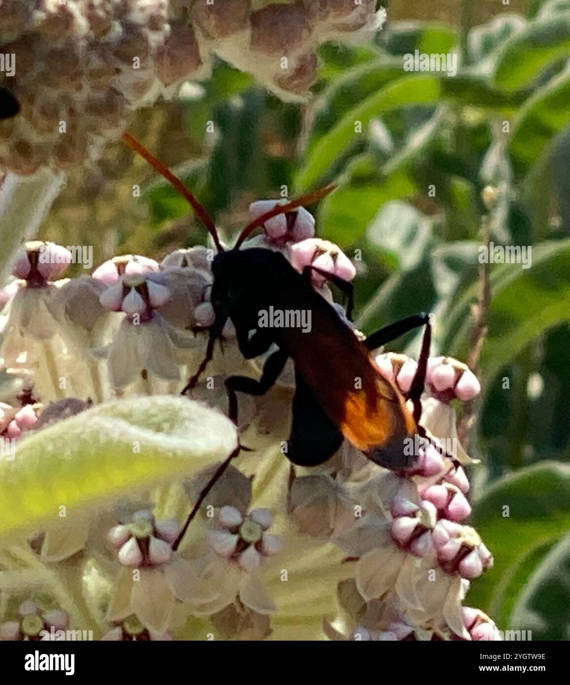 Thisbe's Tarantula-hawk Wasp (Pepsis thisbe Stock Photo - Alamy