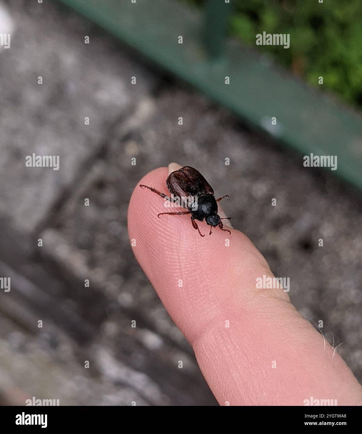 Hoplia philanthus hi-res stock photography and images - Alamy