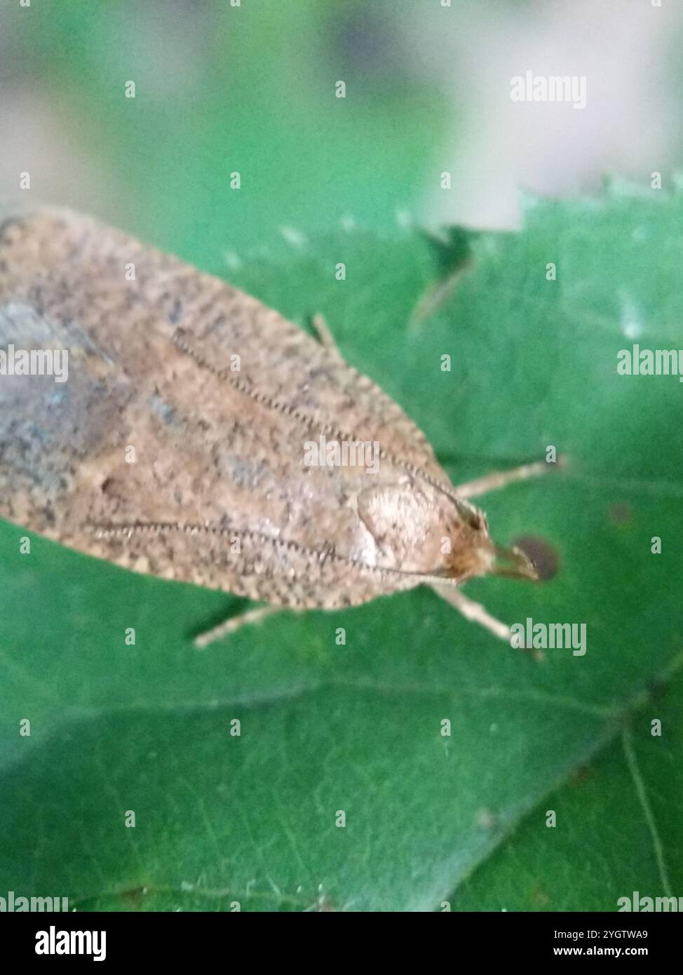 Leaftier moth hi-res stock photography and images - Alamy