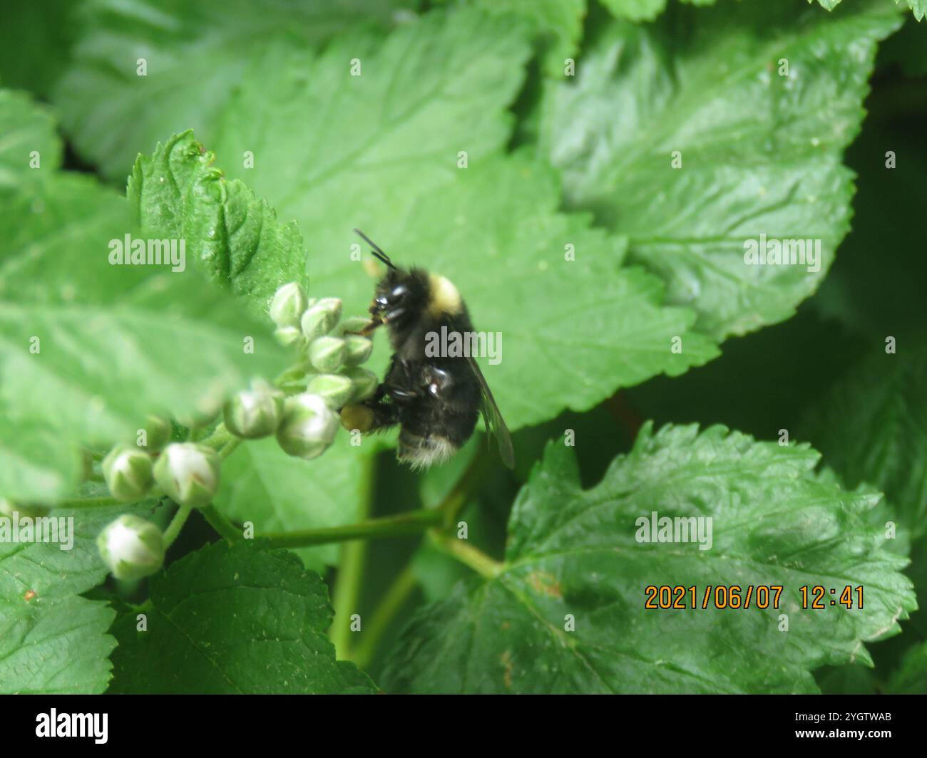 Western Bumble Bee (Bombus occidentalis Stock Photo - Alamy