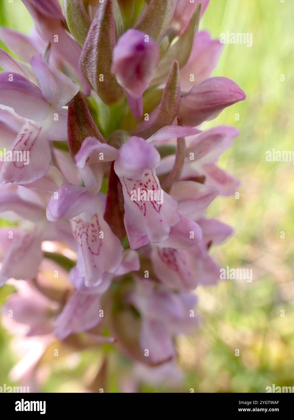 Early Marsh-orchid (Dactylorhiza incarnata Stock Photo - Alamy