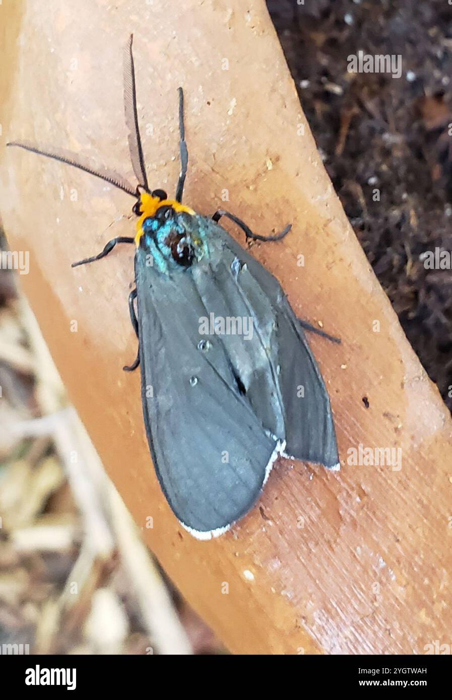 Virginia Ctenucha Moth (Ctenucha virginica Stock Photo - Alamy