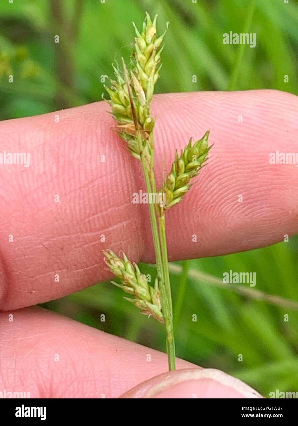 slender-footed sedge (Carex leptopoda Stock Photo - Alamy
