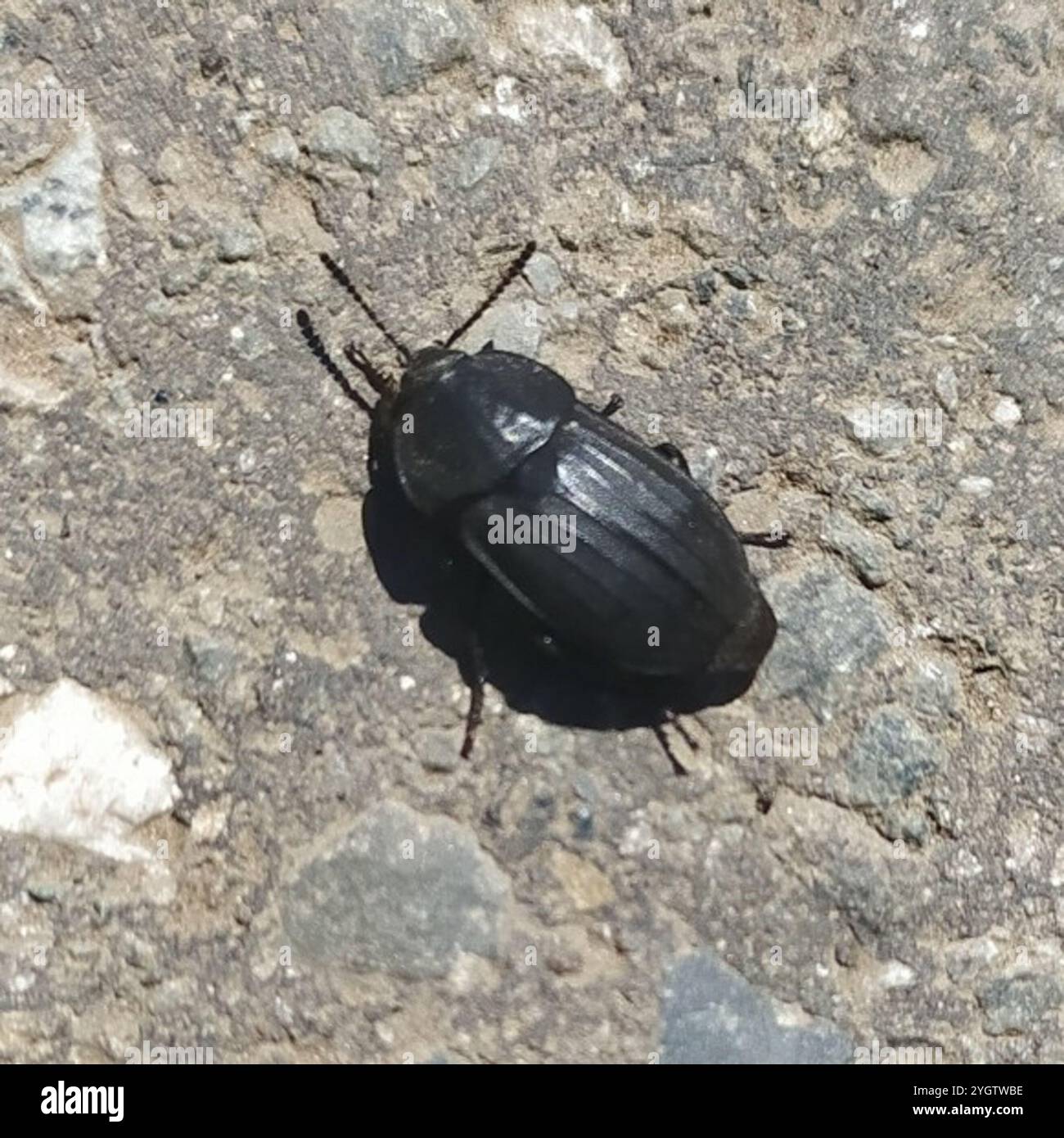 Silpha tristis hi-res stock photography and images - Alamy