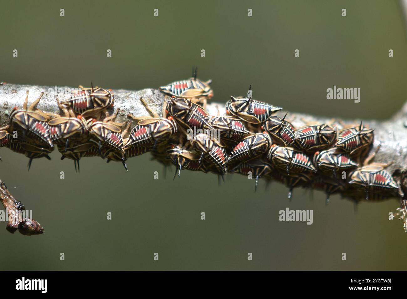 Oak Treehopper (Platycotis vittata Stock Photo - Alamy