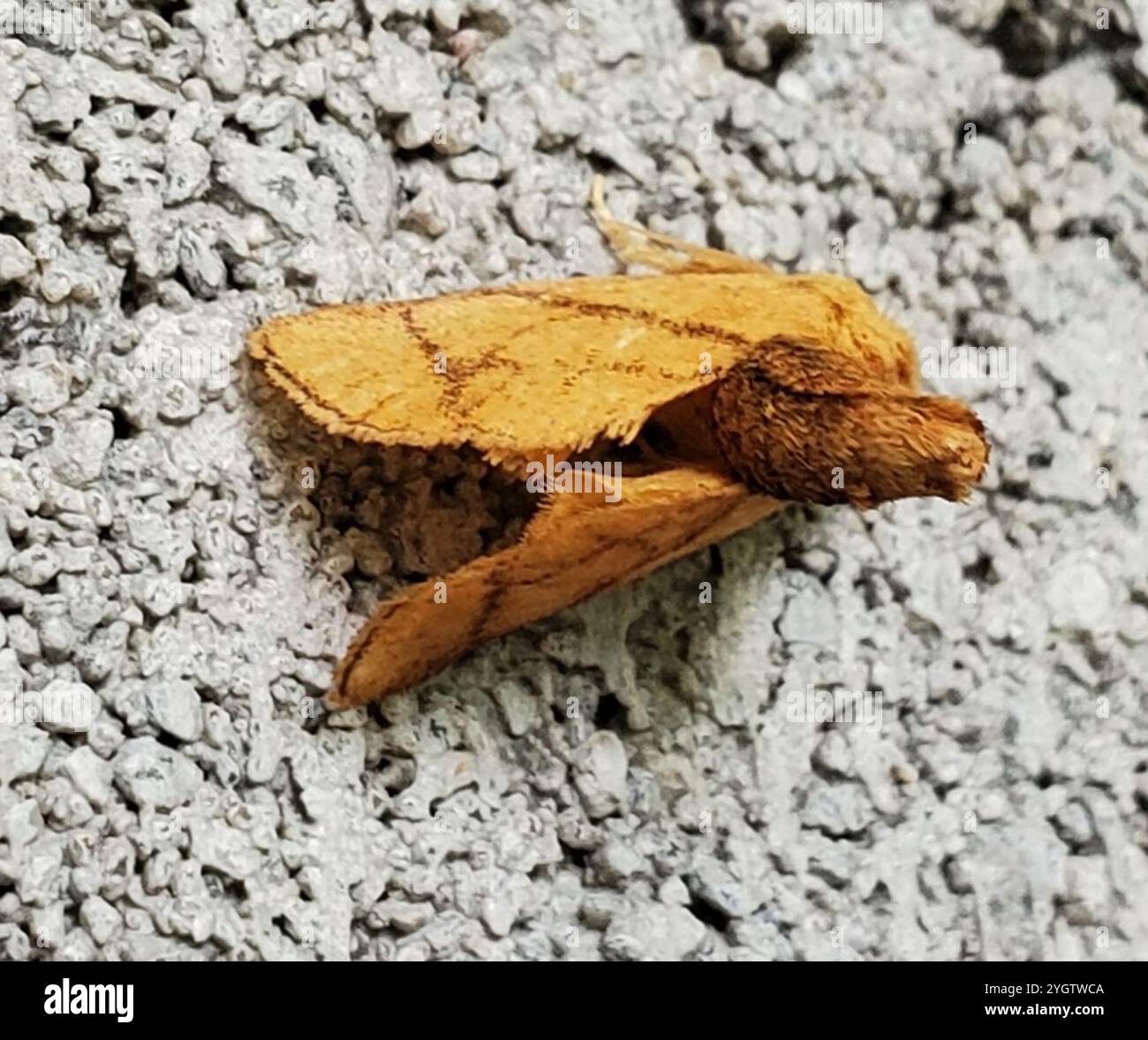 Yellow-collared Slug Moth (Apoda y-inversa Stock Photo - Alamy