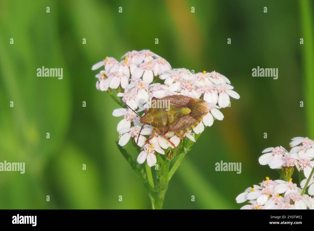 Black-shouldered Shieldbug (Carpocoris purpureipennis Stock Photo - Alamy