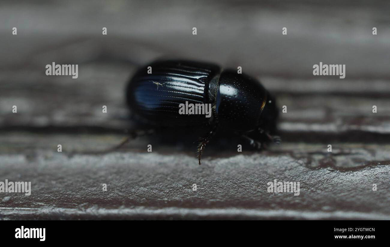 Small Dung Beetles (Aphodiinae Stock Photo - Alamy