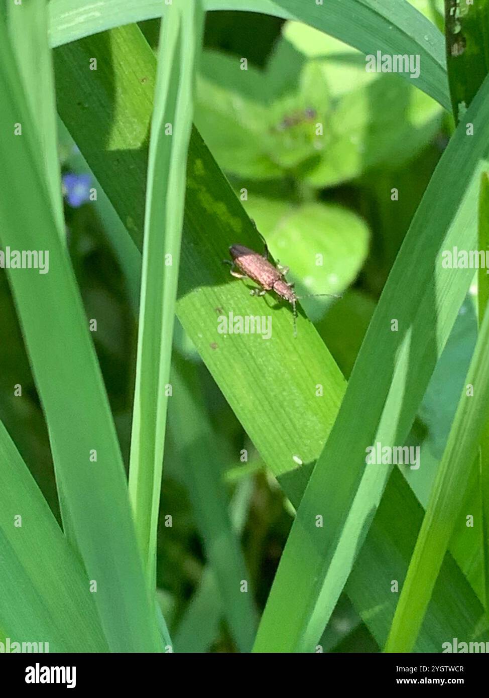 plain reed beetle (Donacia simplex Stock Photo - Alamy