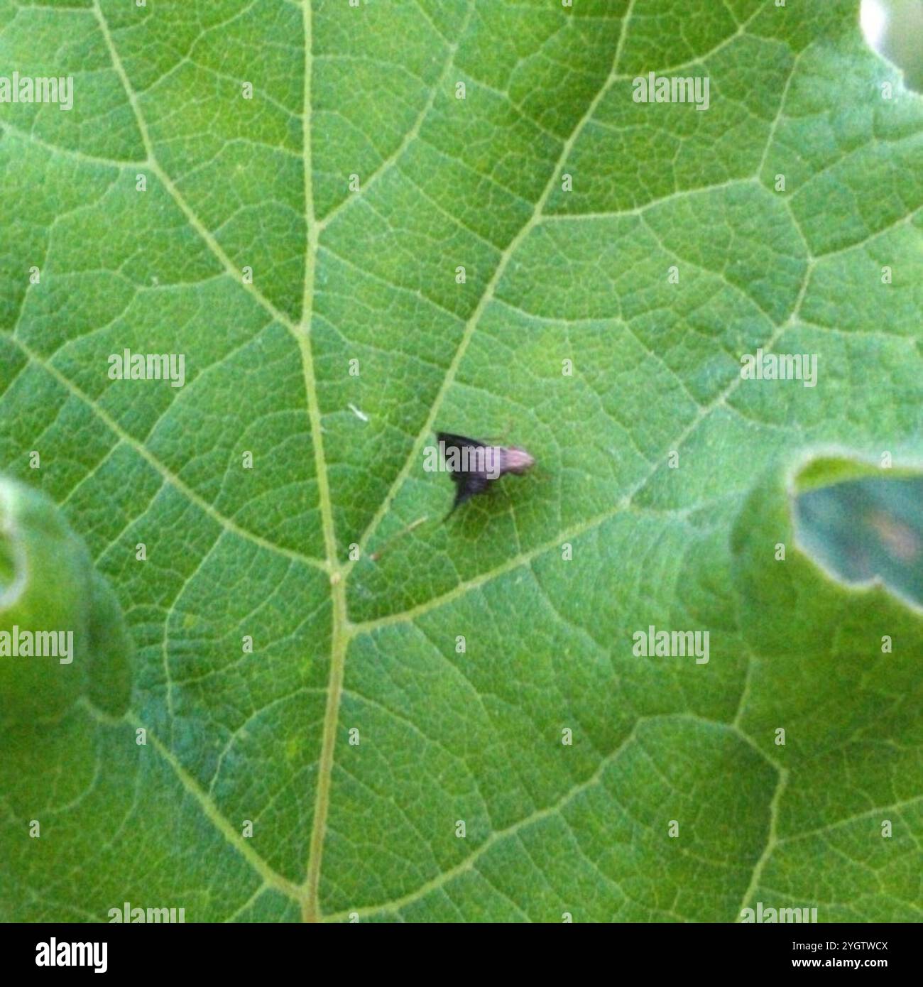 Eutreta hi-res stock photography and images - Alamy
