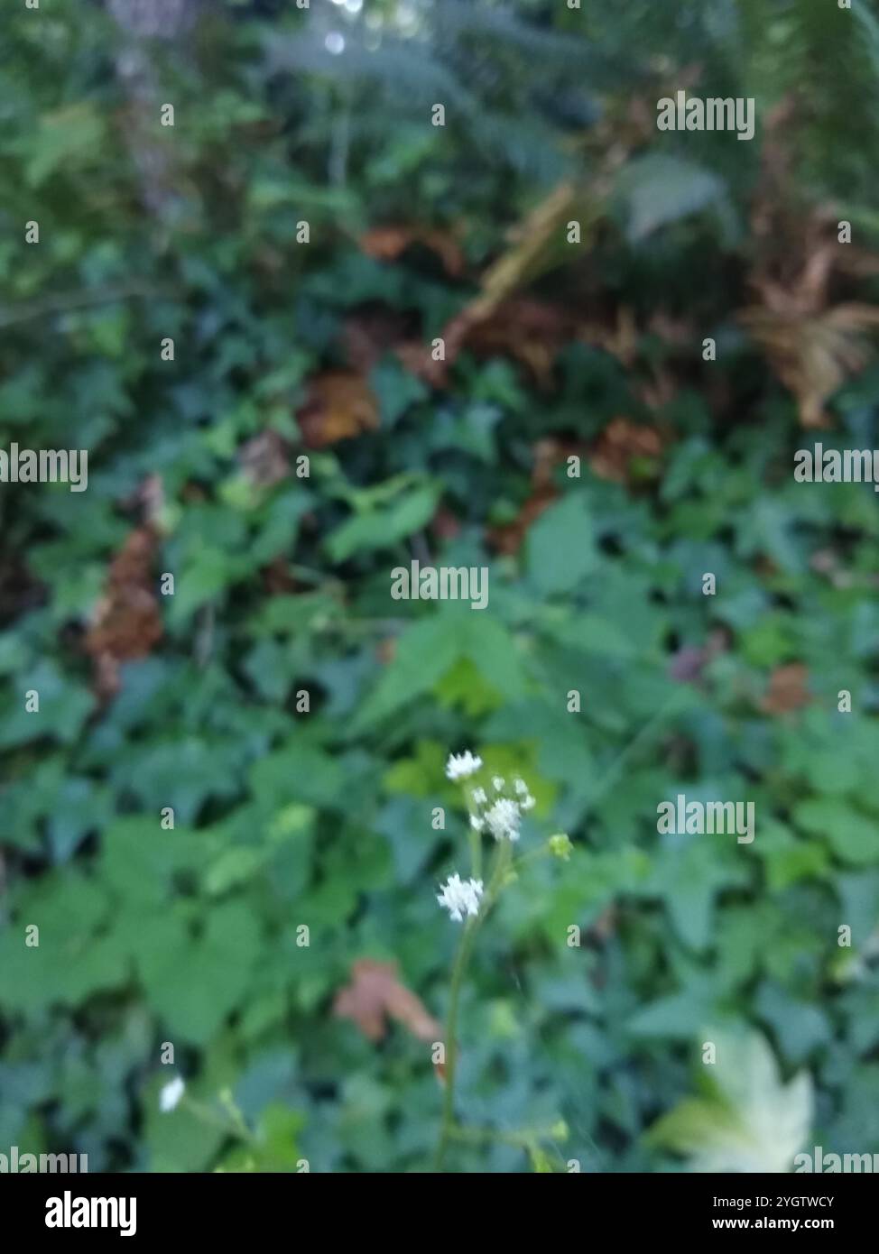 American trailplant (Adenocaulon bicolor Stock Photo - Alamy