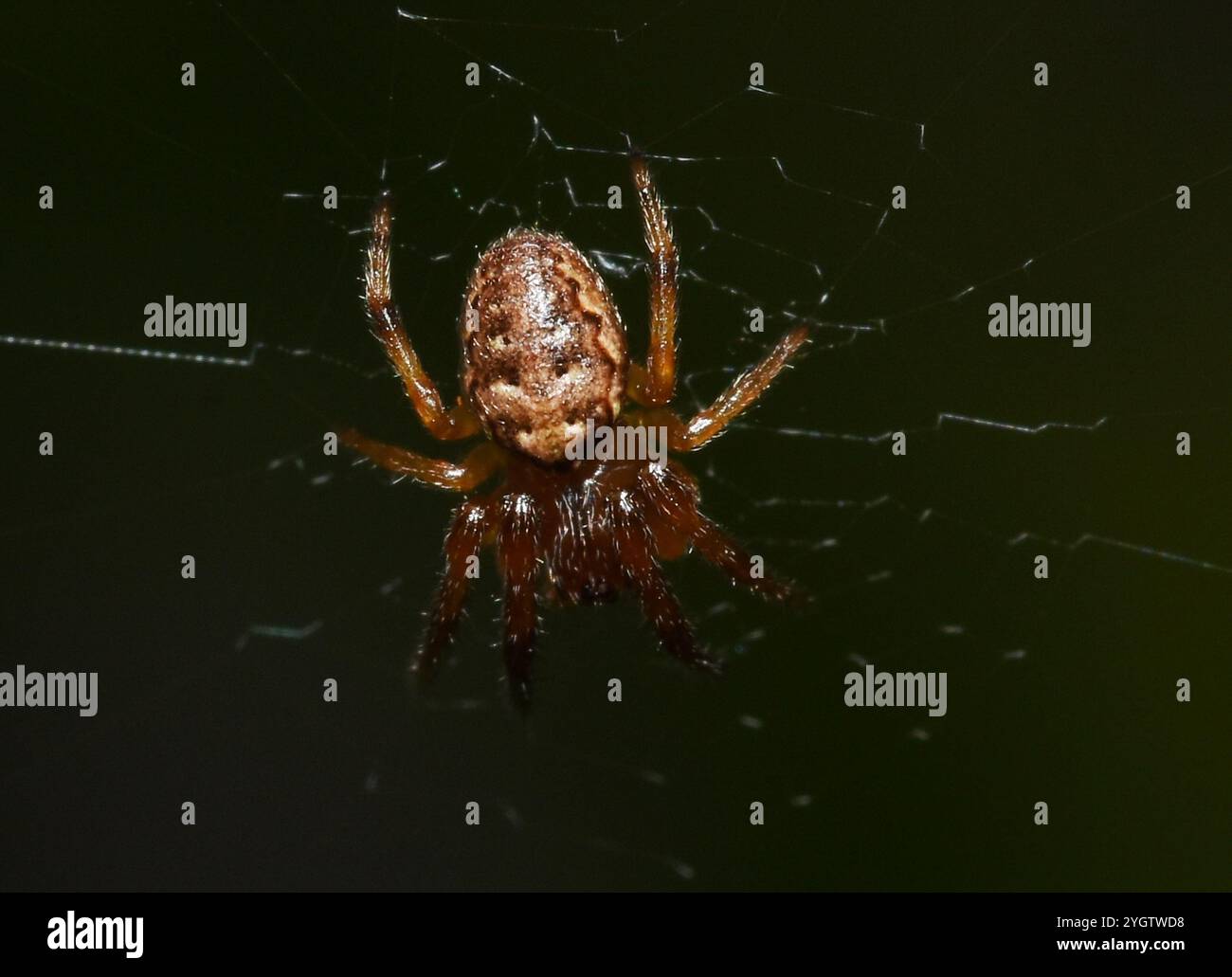 Furrow Spiders (Larinioides Stock Photo - Alamy