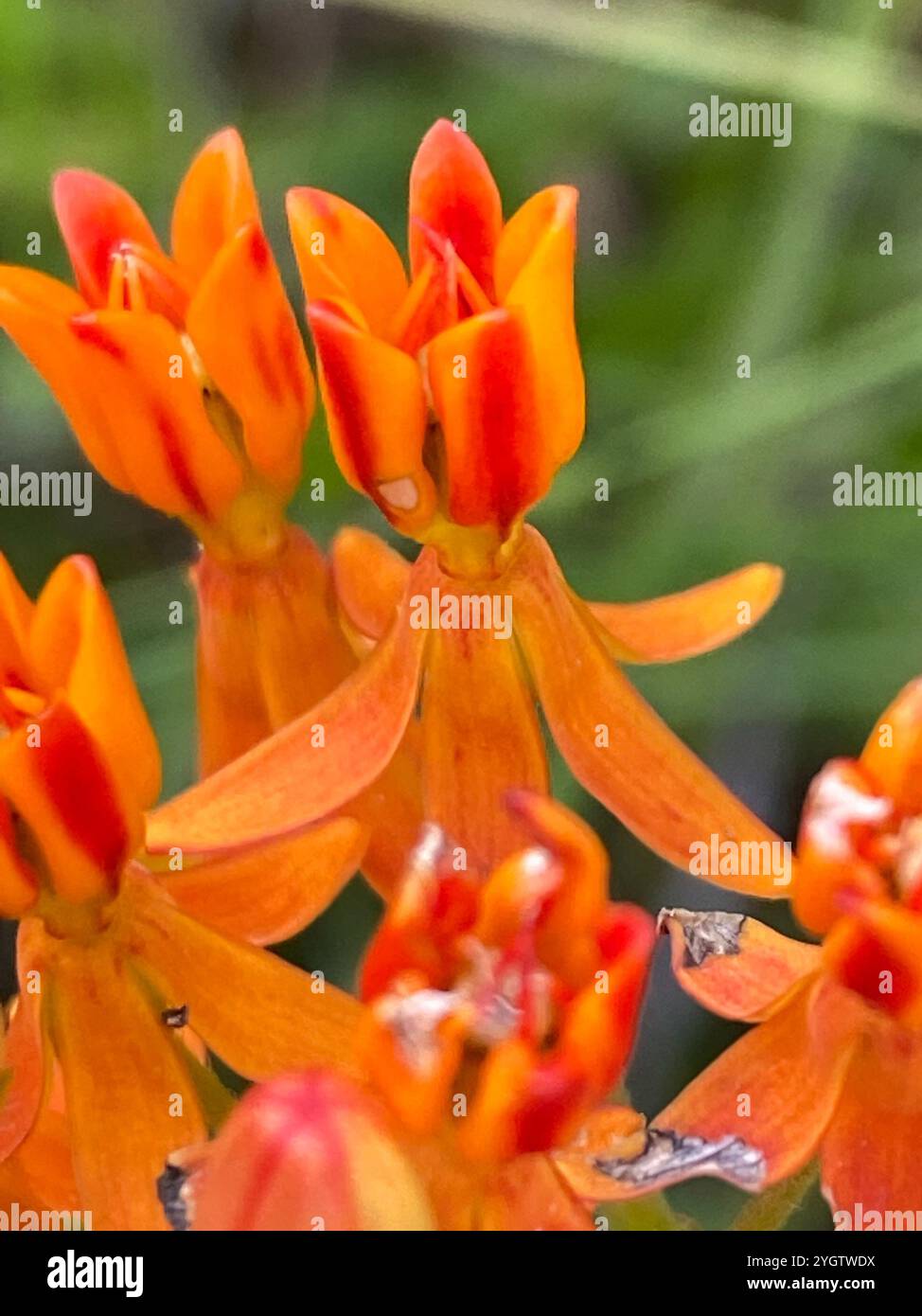 Eastern Butterflyweed (Asclepias tuberosa tuberosa Stock Photo - Alamy