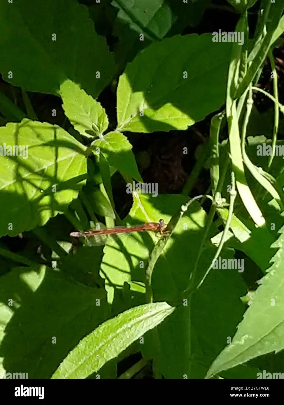 Eastern Red Damsel (Amphiagrion saucium Stock Photo - Alamy