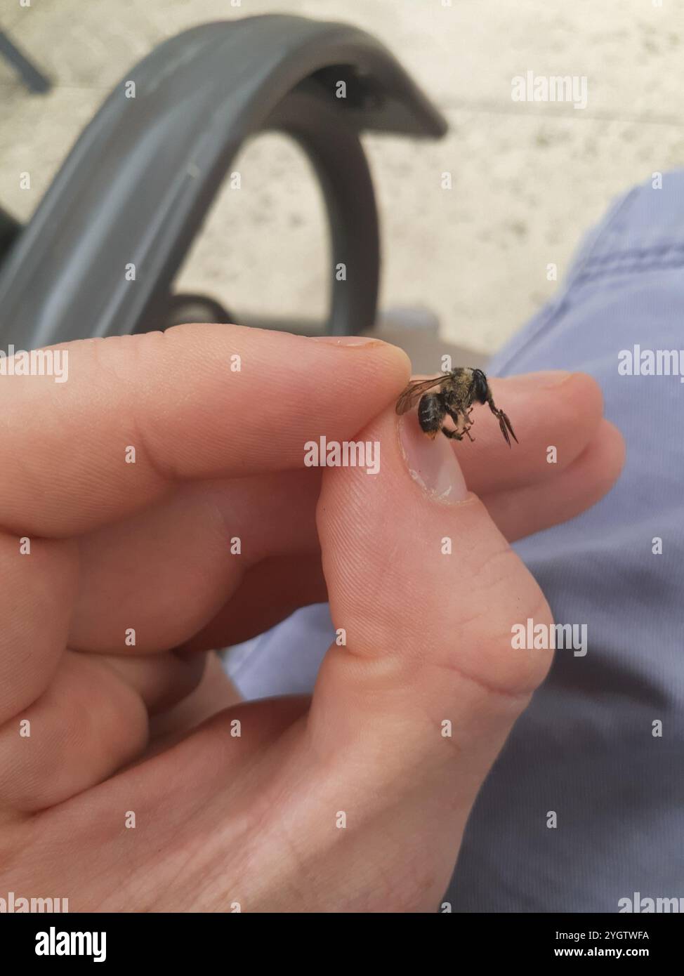 Orange-tipped Wood-digger (Anthophora terminalis Stock Photo - Alamy