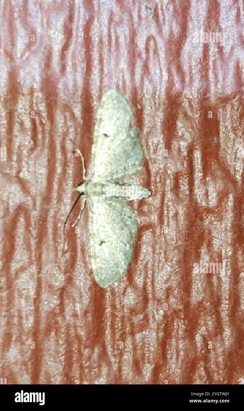 Common eupithecia hi-res stock photography and images - Alamy