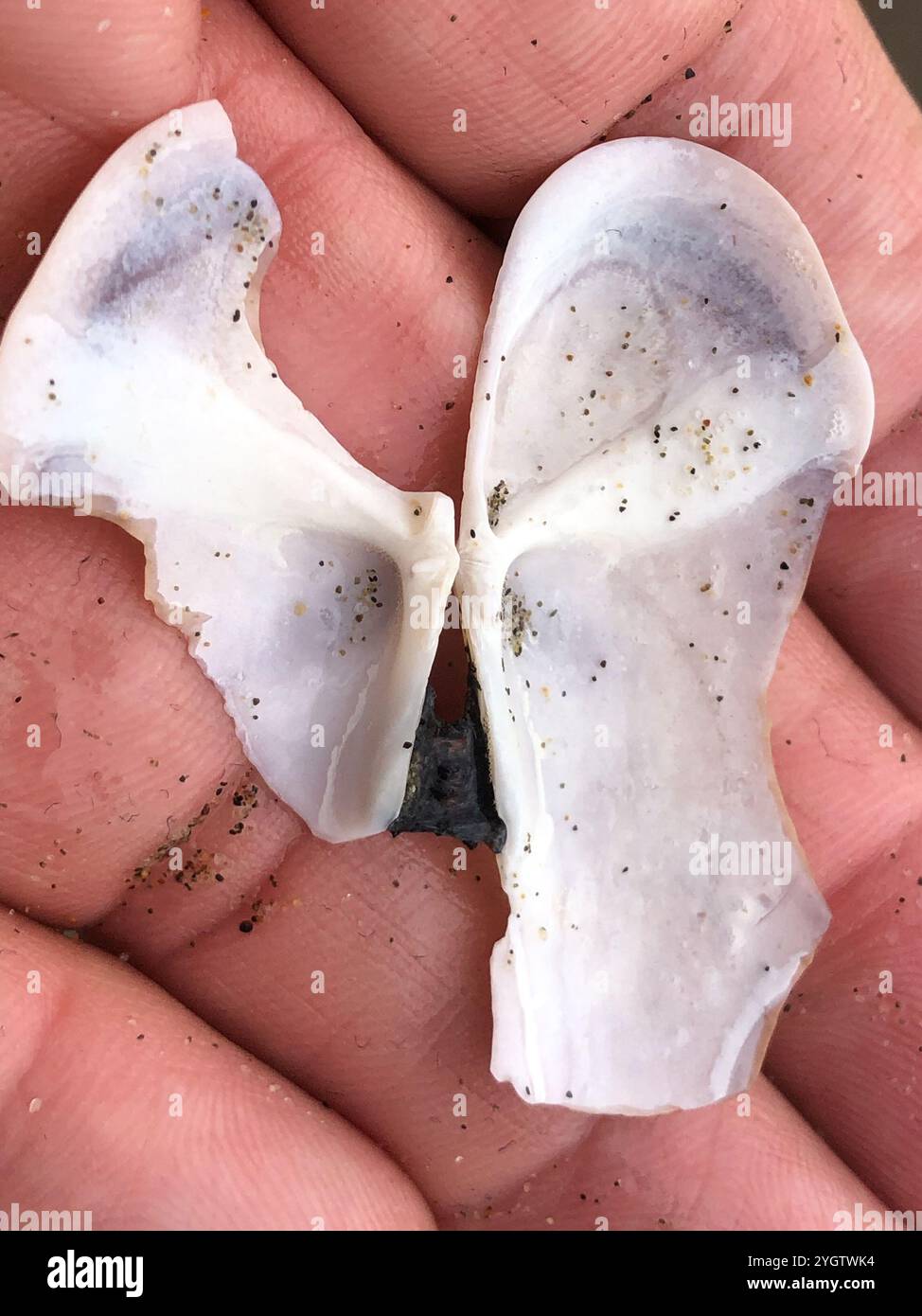 Pacific Razor Clam (Siliqua patula Stock Photo - Alamy