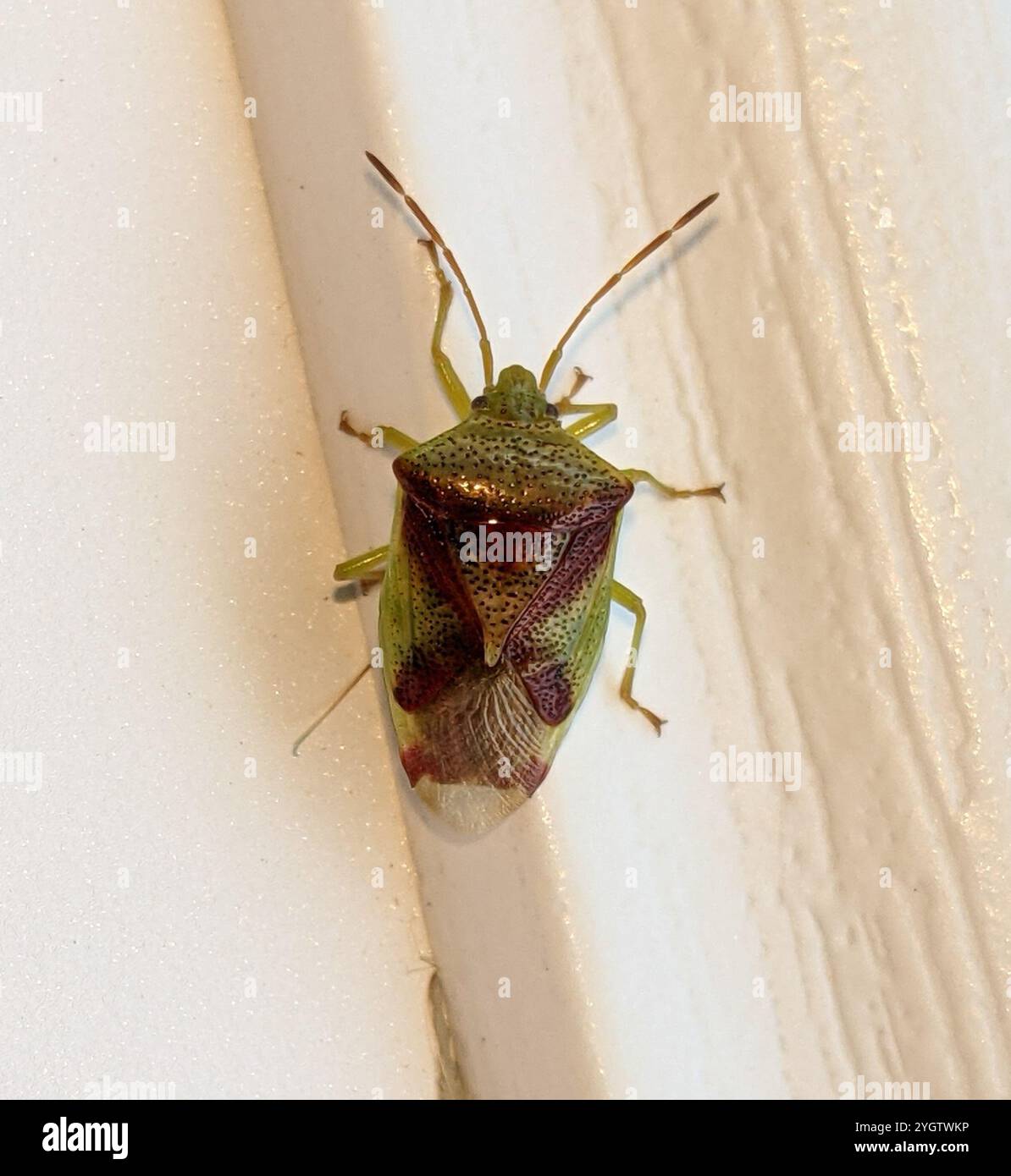 Red-cross Shield Bug (Elasmostethus cruciatus Stock Photo - Alamy