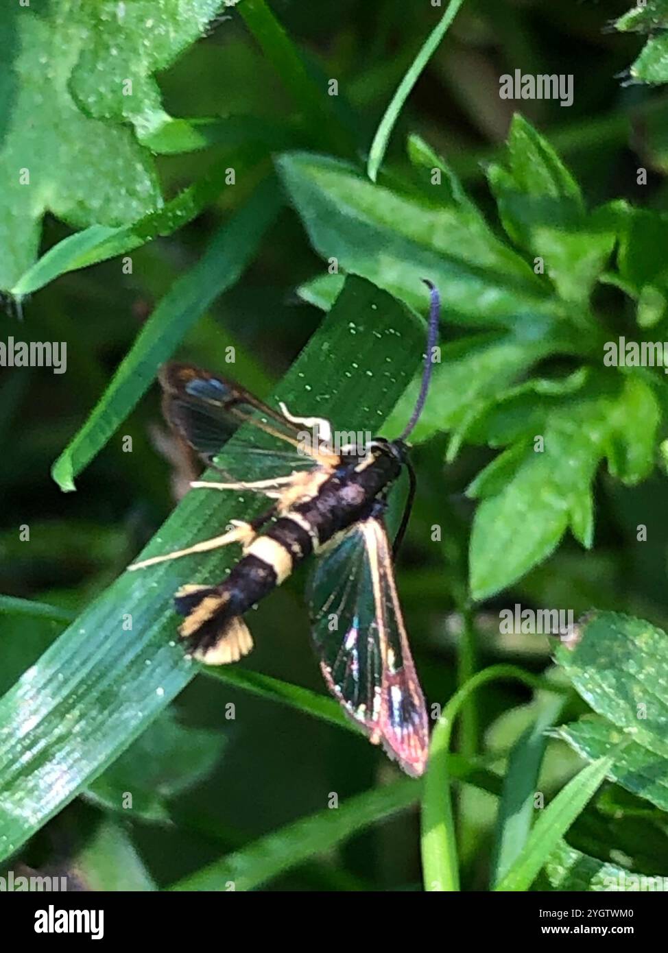 Dogwood Borer Moth (Synanthedon scitula Stock Photo - Alamy