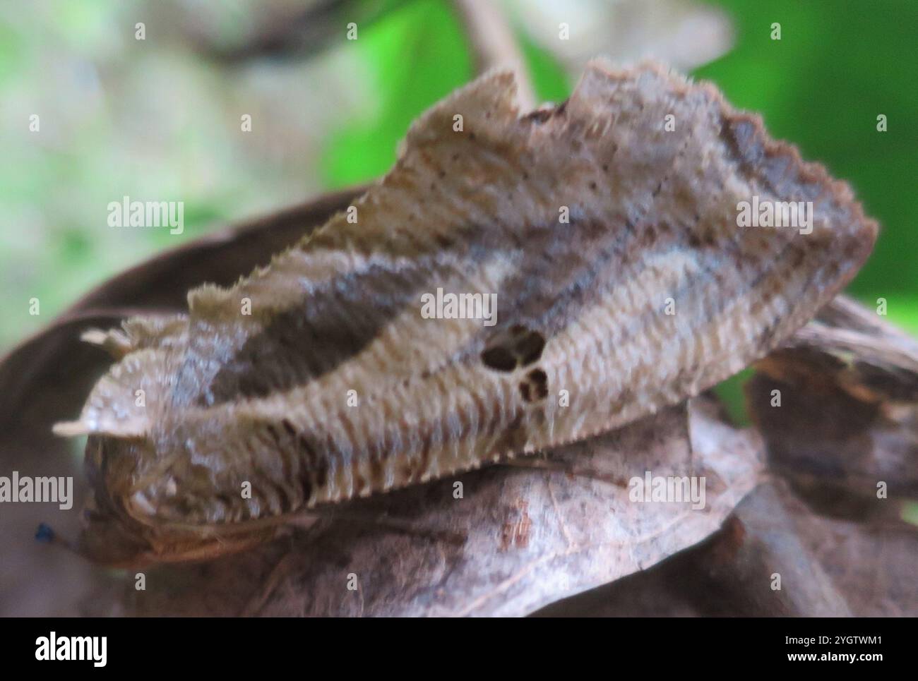 Dot-underwing Moth (Eudocima materna Stock Photo - Alamy