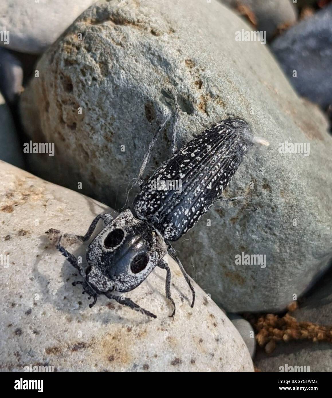 Eastern Eyed Click Beetle (Alaus oculatus Stock Photo - Alamy