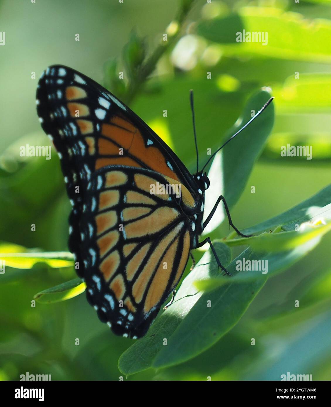 Viceroy (Limenitis archippus Stock Photo - Alamy