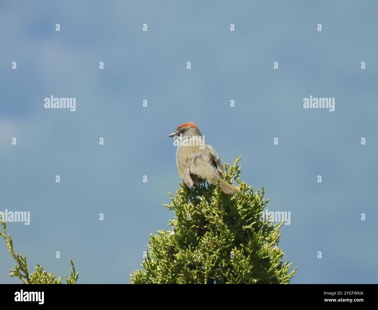 Green-tailed Towhee (Pipilo chlorurus Stock Photo - Alamy