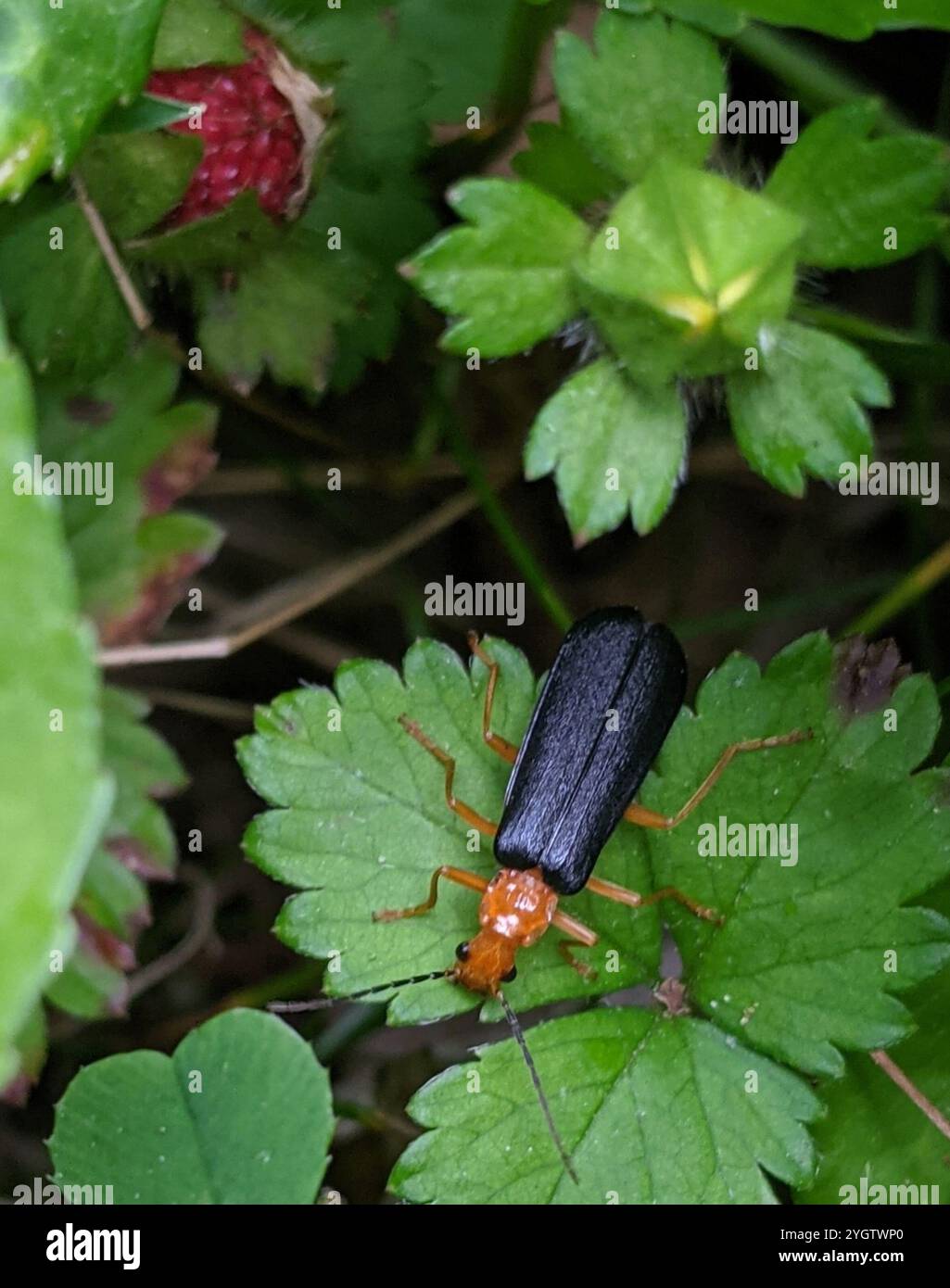 Water, Rove, Scarab, Long-horned, Leaf, and Snout Beetles (Polyphaga ...