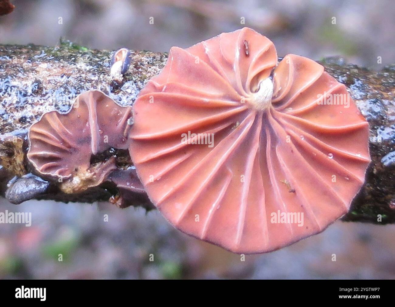 Orange Fan (Anthracophyllum archeri Stock Photo - Alamy