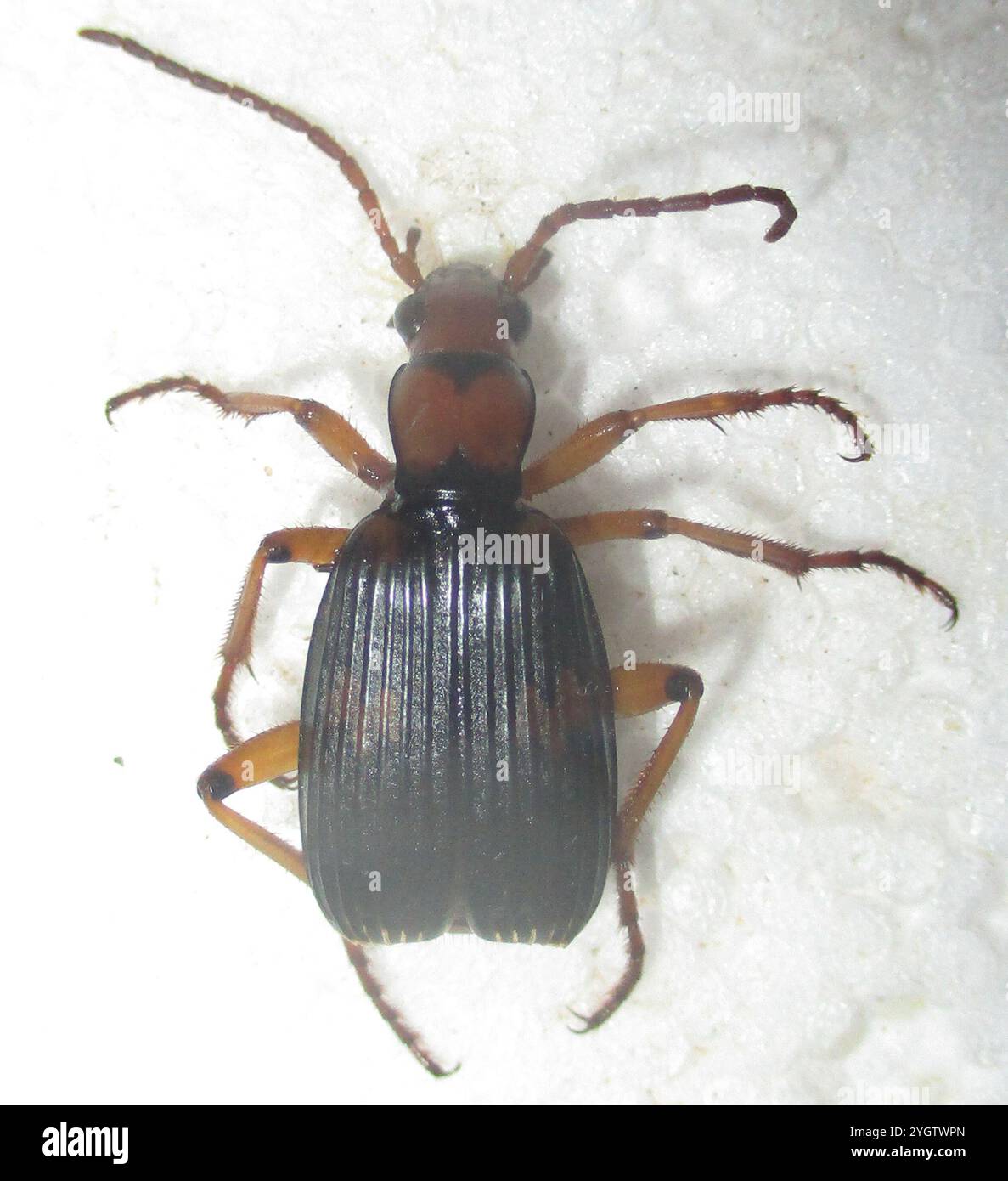 Pheropsophus hi-res stock photography and images - Alamy