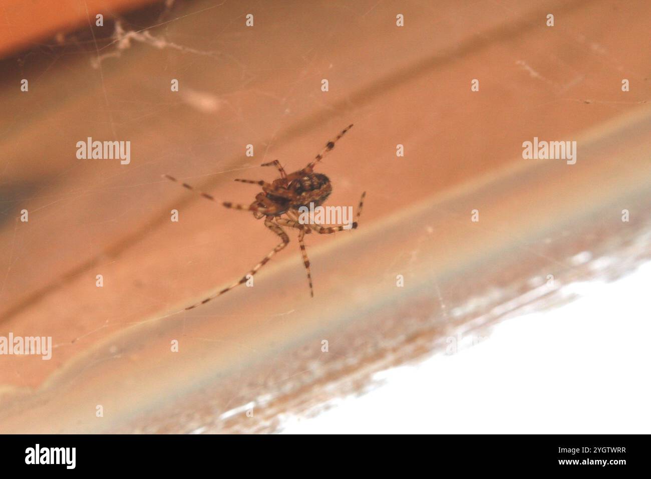 Typical Cobweb Spiders (Theridion Stock Photo - Alamy