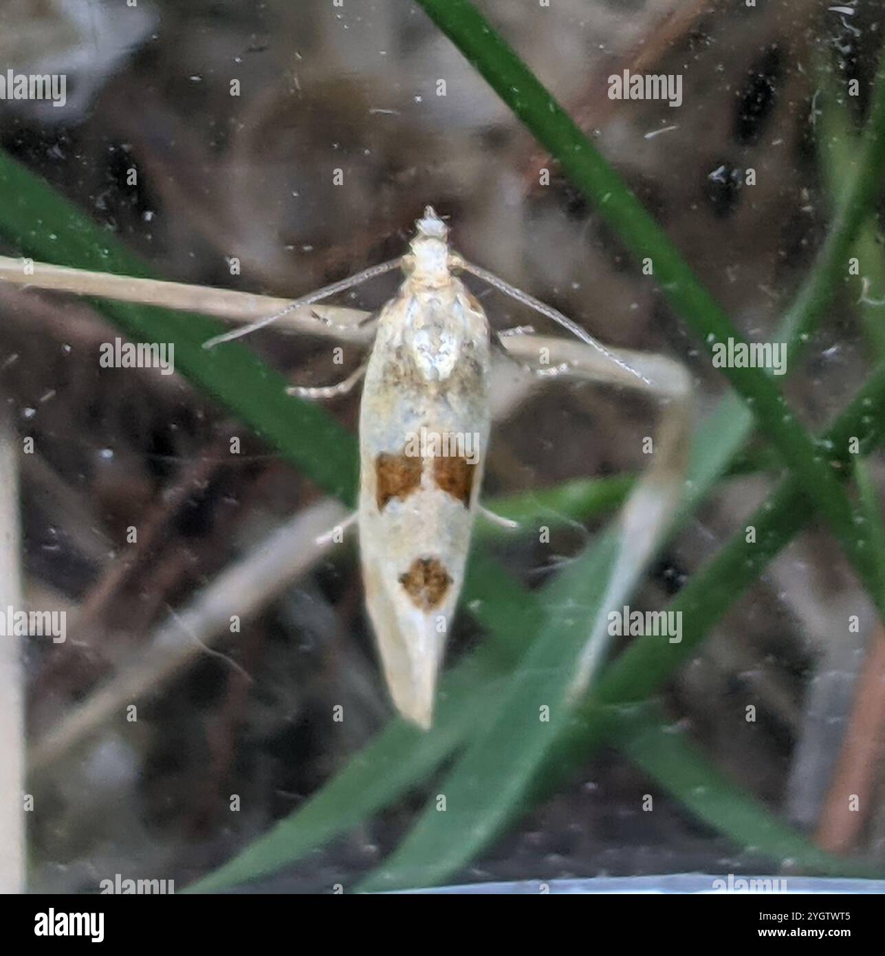 Smeathmann's Aethes Moth (Aethes smeathmanniana Stock Photo - Alamy