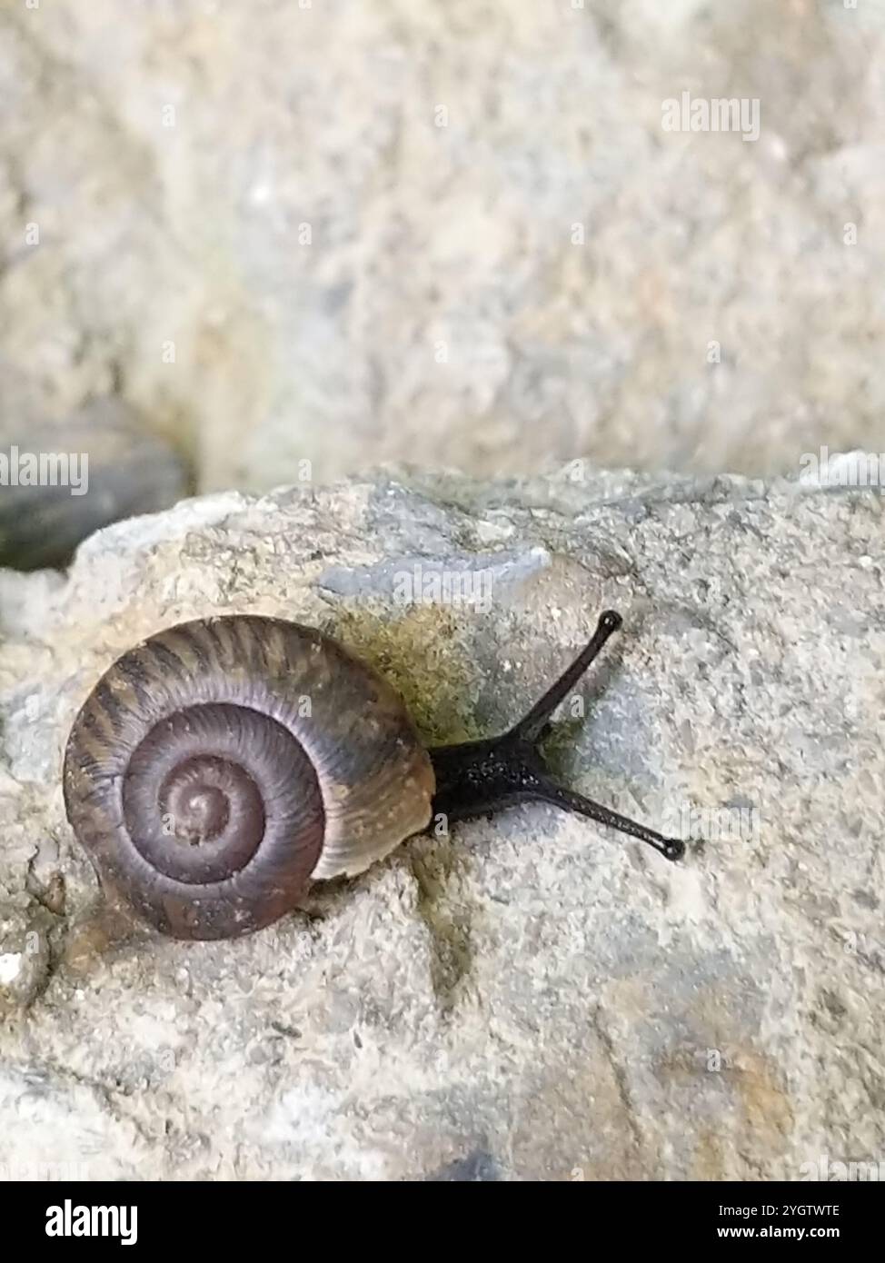 White-lip Globe Snail (Mesodon thyroidus Stock Photo - Alamy