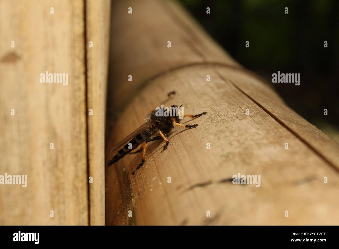 Giant Robber Flies (Promachus Stock Photo - Alamy