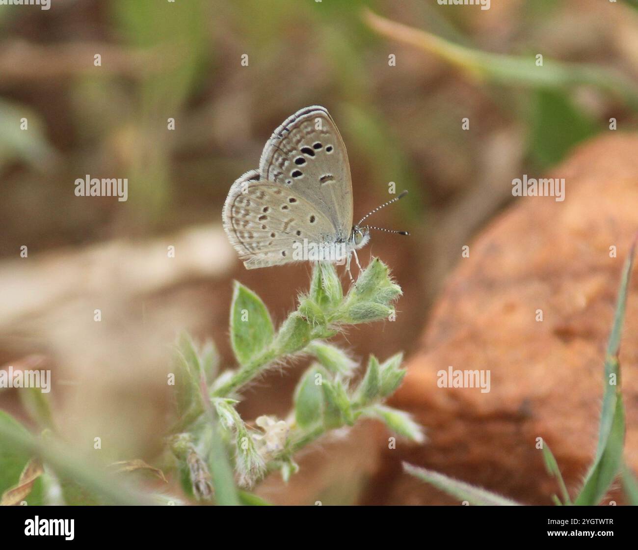 Lesser Grass Blue (Zizina otis Stock Photo - Alamy