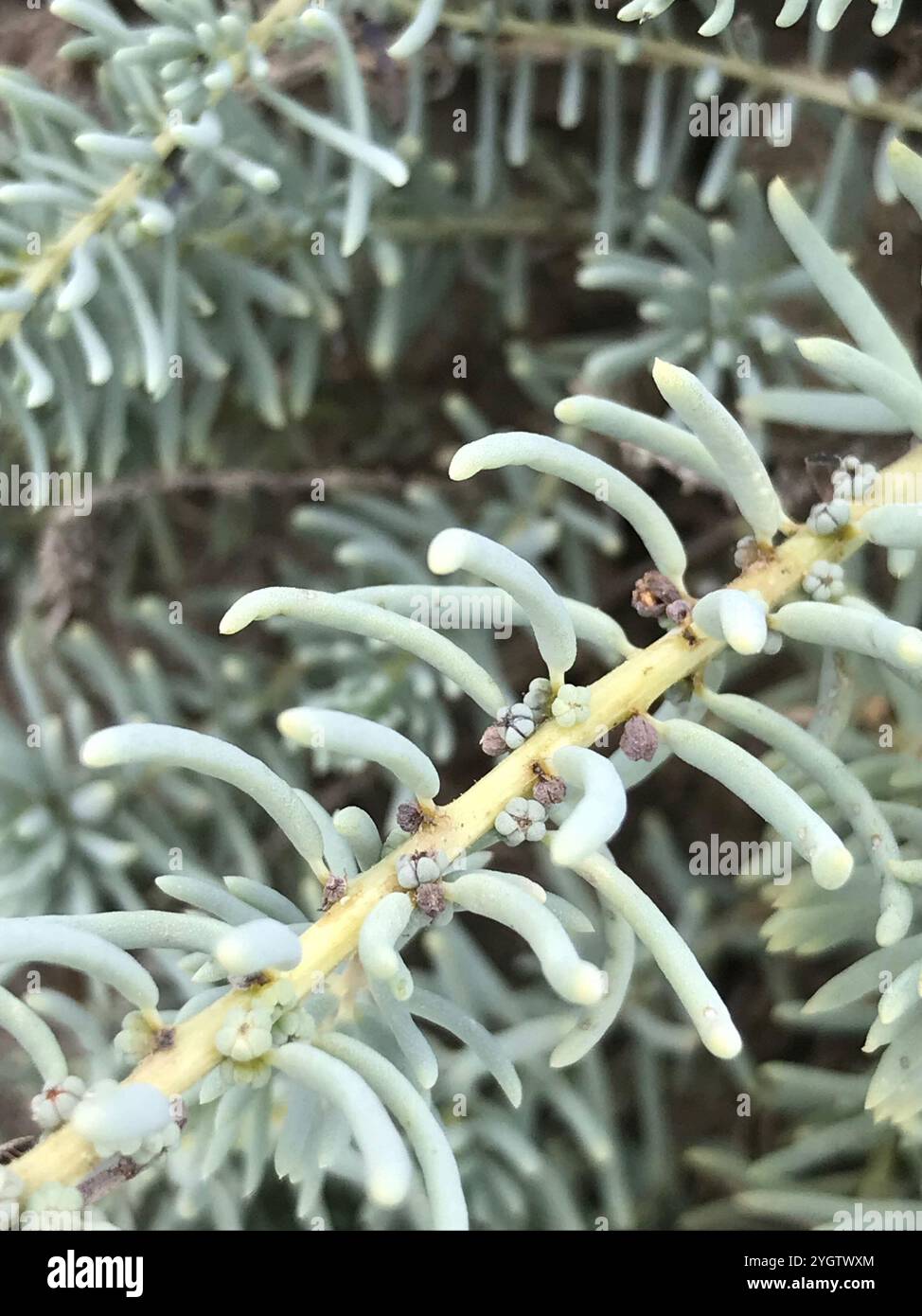 Mojave Seablite (Suaeda nigra Stock Photo - Alamy